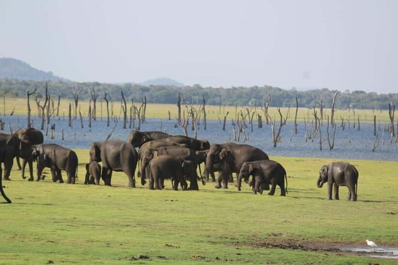 Kaudulla National Park Jeep Safari - Who Will Find This Safari Most Valuable?