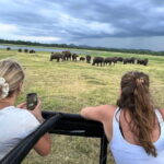 Kaudulla National Park: Private Safari - The Itinerary Breakdown