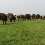 Kaudulla National Park - Private Safari from Sigiriya - The Value of This Tour