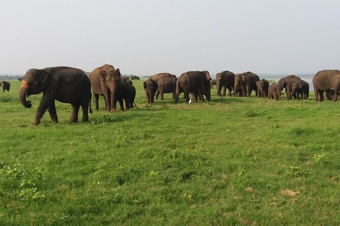 Kaudulla National Park - Private Safari from Sigiriya - The Value of This Tour