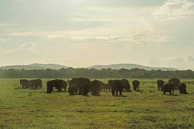 Kaudulla National Park Safari from Sigiriya - What Sets This Safari Apart?