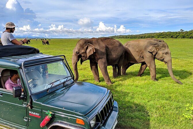 Kaudulla National Park Safari | Jeep with Tickets - Who Will Love This Safari?