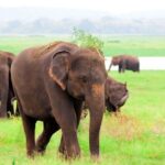 Kaudulla National Park Shared Safari - The Itinerary: What to Expect