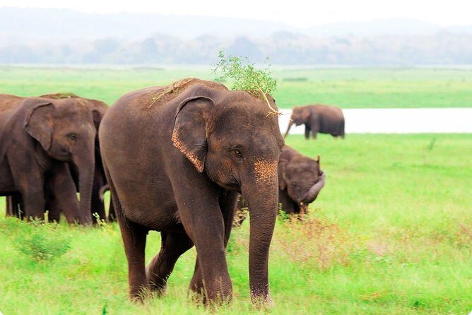 Kaudulla National Park Shared Safari - The Itinerary: What to Expect