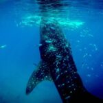 Kawasan Canyoneering, Kawasan Falls and Whaleshark Encounter - What Makes This Tour Stand Out