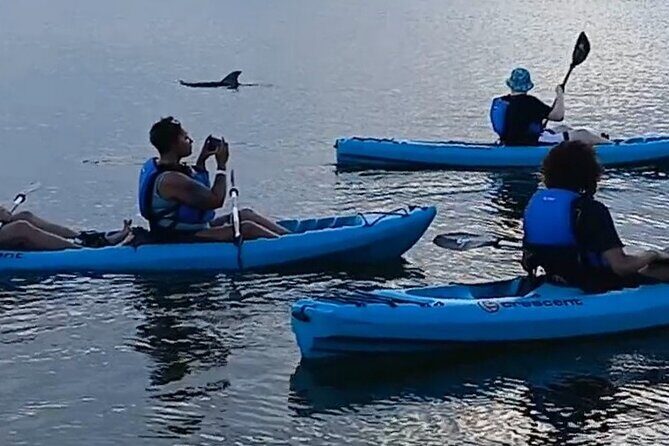 Kayak Tours and Rentals. Dolphins, Manatees, and Bioluminescence! - What You Can Expect During the Tour