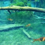 Kayaking in Hidden Freshwater Lagoon, Unseen Krabi Trip - The Sum Up