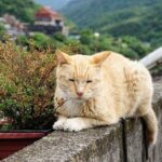 Keelung Shore: Northern Coast Tour (English licensed guide) - Who Will Love This Tour?