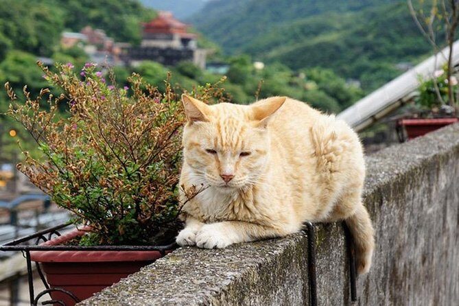 Keelung Shore: Northern Coast Tour (English licensed guide) - Who Will Love This Tour?