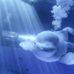 Kenting Aquarium Admission Ticket in Taiwan - Who Would Love This Experience?