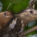 Kerala Bird Watching Tour - Final Thoughts