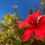 Kerama Tokashiki Island and Whale Watching Tour - Final Thoughts