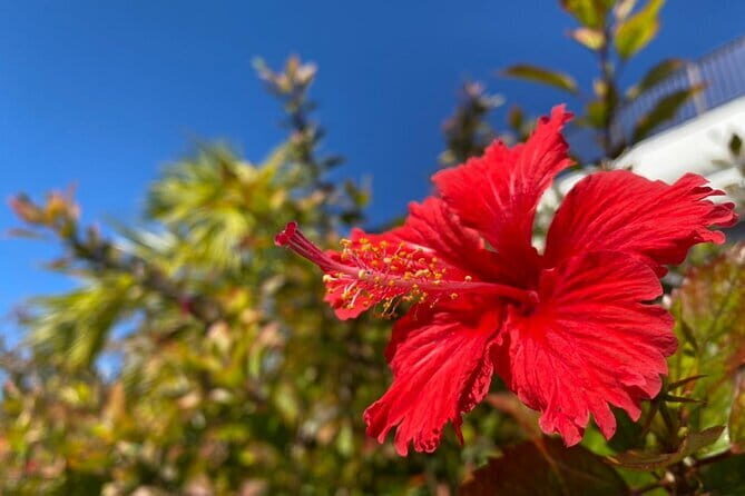 Kerama Tokashiki Island and Whale Watching Tour - Final Thoughts