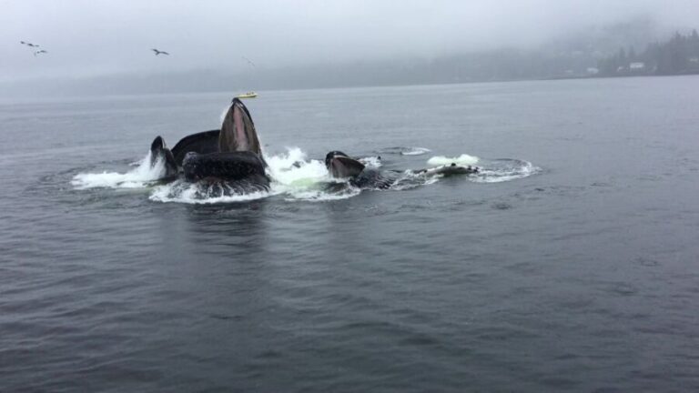 Ketchikan: Marine Wildlife and Whale Watching Boat Tour - What the Tour Includes and Why It Matters