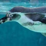 Key West: Morning Snorkeling Breakfast & Drinks, Conch Train - Return Land & Cultural Exploration