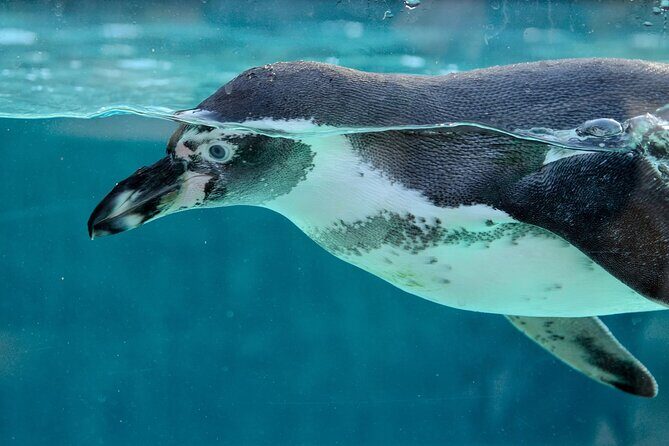 Key West: Morning Snorkeling Breakfast & Drinks, Conch Train - Return Land & Cultural Exploration