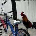 Key West Odyssey: Uncover Island Secrets, Walk by Locals - Authentic Insights from Reviews