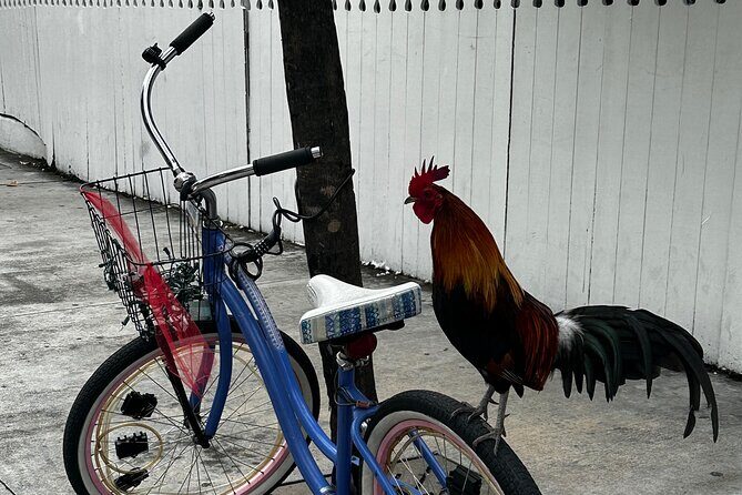 Key West Odyssey: Uncover Island Secrets, Walk by Locals - Authentic Insights from Reviews