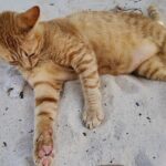 Khai Island From Phuket - Breaking Down the Itinerary