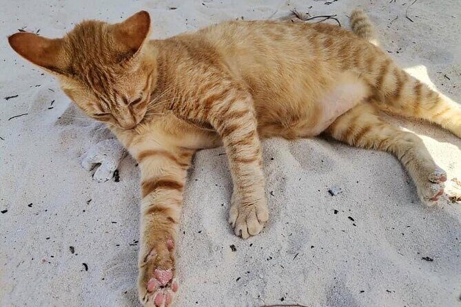 Khai Island From Phuket - Breaking Down the Itinerary