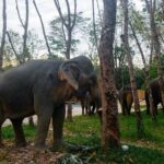 Khao Lak Eco-Safari: Elephants, Tsunami Museum, and Turtles - Who Would Enjoy This Tour?