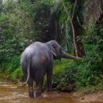 Khao Lak Elephant Sanctuary Full Day Small Group Tour - Who Should Consider This Tour?