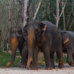 Khao Lak Elephant Sanctuary Tour with Waterfall and Lunch - Who Should Consider This Tour?