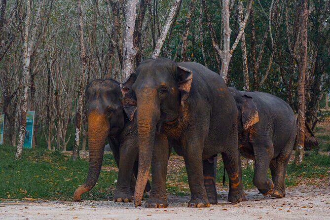 Khao Lak Elephant Sanctuary Tour with Waterfall and Lunch - Who Should Consider This Tour?