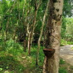 Khao Laks Best: Elephant Sanctuary,Rubber Tapping&Waterfall - Why This Tour Stands Out