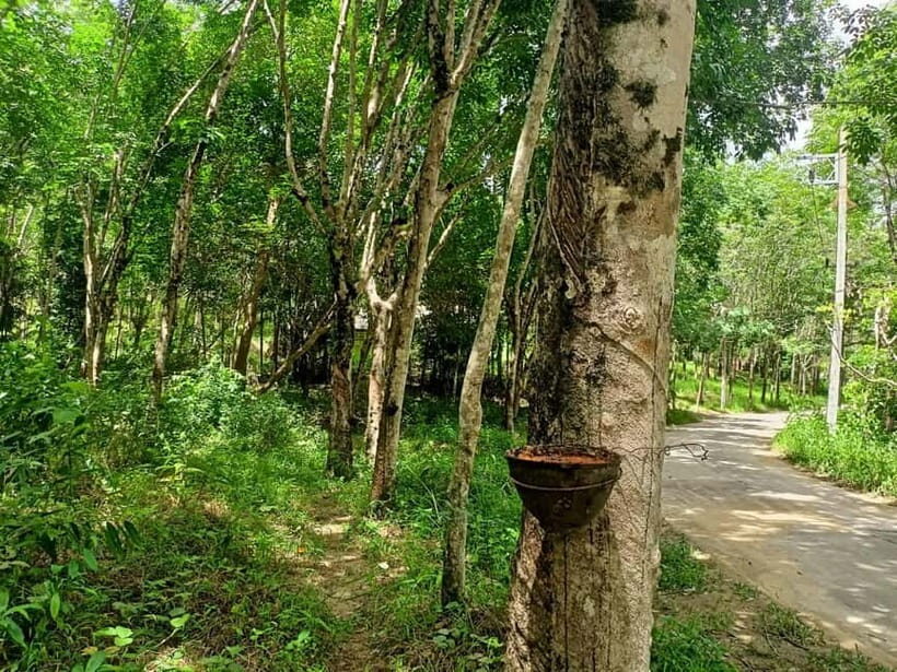 Khao Laks Best: Elephant Sanctuary,Rubber Tapping&Waterfall - Why This Tour Stands Out