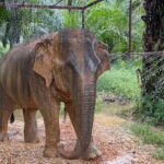 Khao Sok: Ethical Elephant Sanctuary Visit - Practical Details