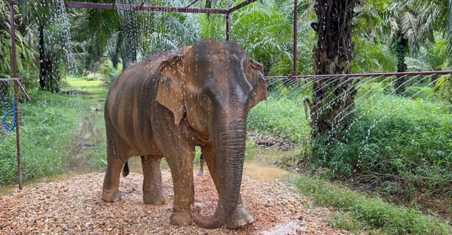 Khao Sok: Ethical Elephant Sanctuary Visit - Practical Details