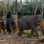 Khaolak Ethical Elephant Sanctuary Overnight Program - The Itinerary: What to Expect from Start to Finish