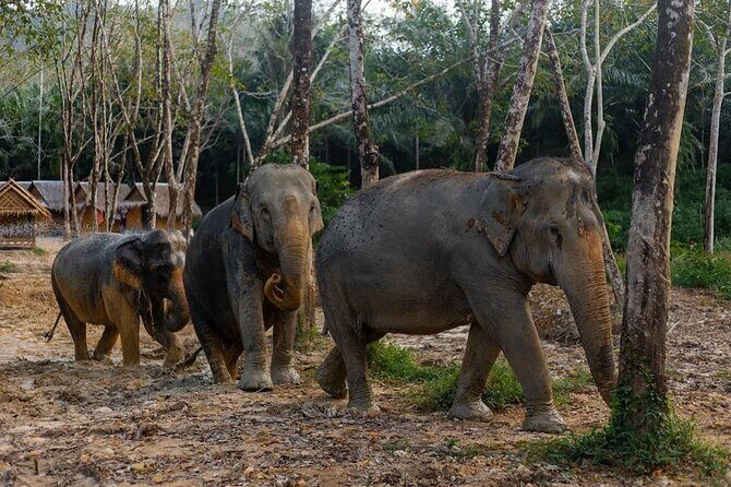 Khaolak Ethical Elephant Sanctuary Overnight Program - The Itinerary: What to Expect from Start to Finish
