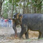 Khaolak Wild Ride and Gentle Giants Experience - Value and Practicalities