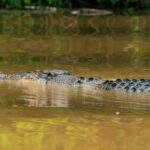 Kinabatangan River Trip from Sandakan with Lunch Included - Lunch at Sepilok Jungle Resort