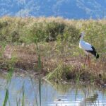 Kinosaki:Rental Electric Vehicles-Natural Treasures route-/120min - FAQ