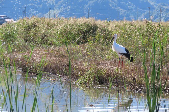 Kinosaki:Rental Electric Vehicles-Natural Treasures route-/120min - FAQ