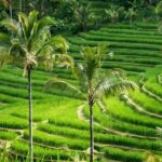 Kintamani Tours with Batur volcano - The Experience on the Ground: What Youll Notice