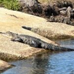 Kissimmee, St. Cloud Self Guided Lakefront Tour on eBike (4 hrs.) - Real Traveler Insights & Practical Tips