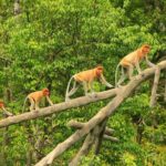 Klias Wildlife Safari River Cruise from Kota Kinabalu - The Sum Up