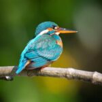 Knuckles and Wasgamuwa Trails from Kandy - Who Is This Tour Best For?