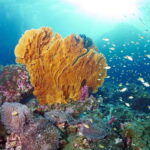 Ko Lanta: Amazing 4-Islands Snorkeling Day Trip w/ Lunch - What’s Included and What to Budget for