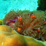 Ko Lanta: Full-Day Snorkel Trip to Phi Phi & Bamboo Islands - What to Expect on the Day