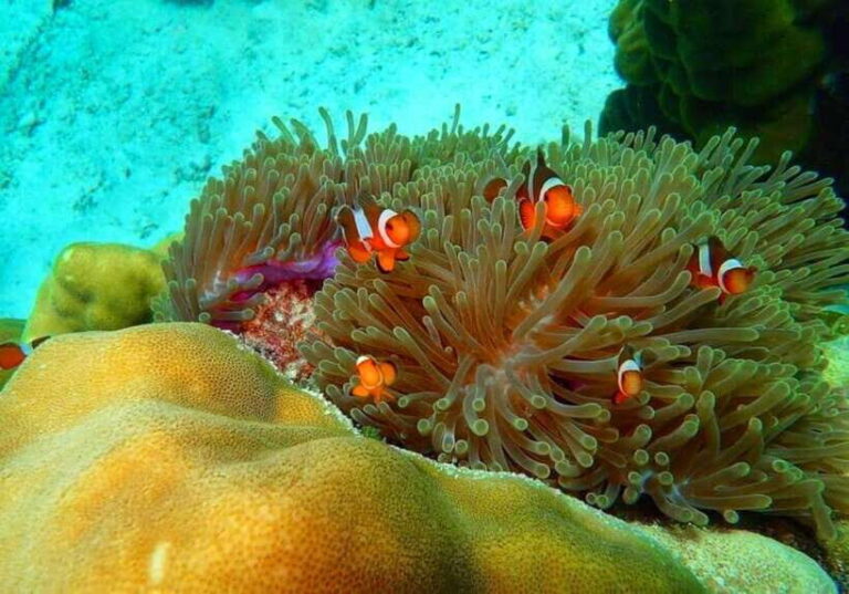 Ko Lanta: Full-Day Snorkel Trip to Phi Phi & Bamboo Islands - What to Expect on the Day