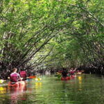 Ko Lanta: Half-Day Mangrove Kayaking Tour with Lunch - What Makes This Tour Stand Out?