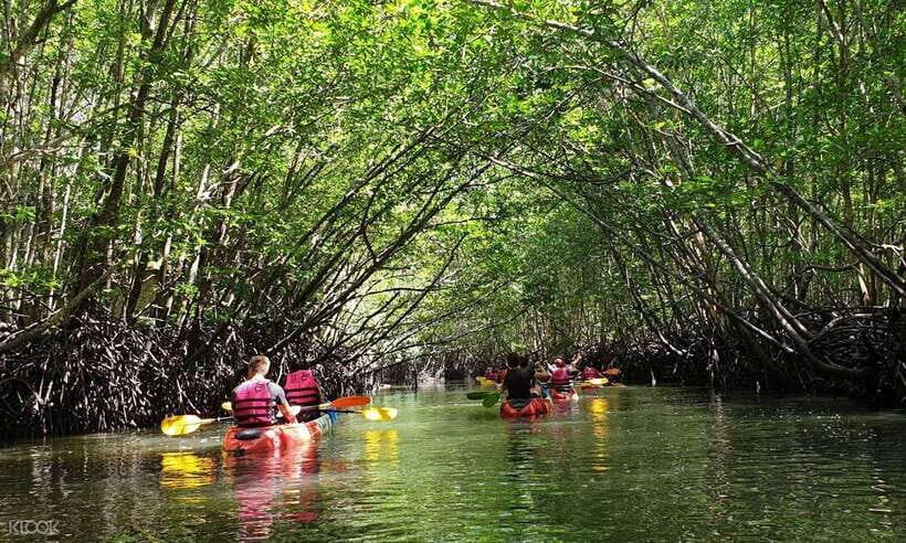 Ko Lanta: Half-Day Mangrove Kayaking Tour with Lunch - What Makes This Tour Stand Out?
