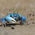 Ko Lanta: Mangrove Kayaking, Ko Talabeng, & Skull Island - The Value and Practicalities