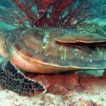 Koh Chang: Half-Day Snorkeling Adventure on a Speedboat - What Travelers Say: Authentic Feedback on the Experience