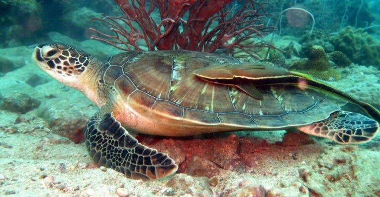 Koh Chang: Half-Day Snorkeling Adventure on a Speedboat - What Travelers Say: Authentic Feedback on the Experience